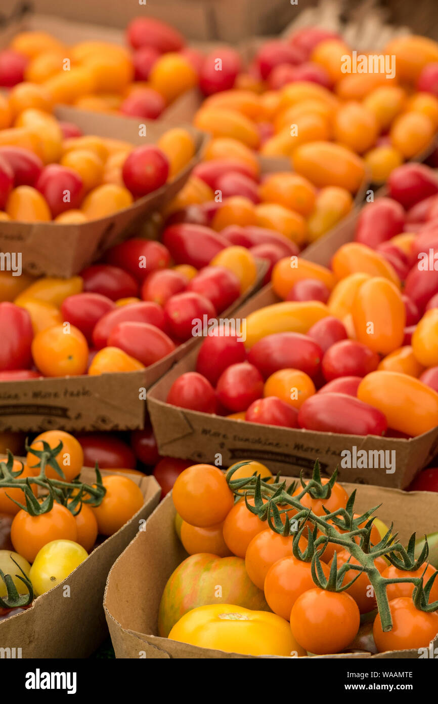 fresh orange and red varieties of hand picked tomatoes on display at a ...