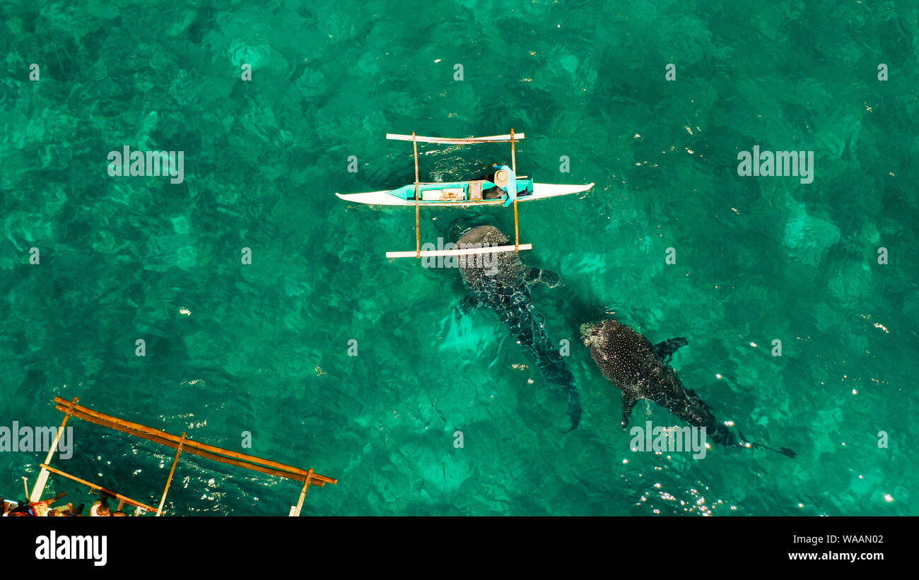 Tourists are watching whale sharks in the town of Oslob, Philippines ...