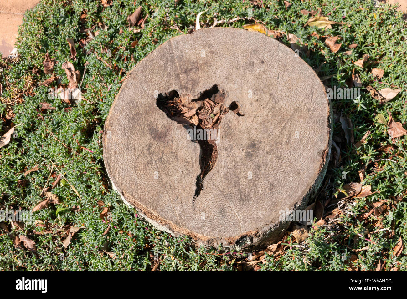 Miss shapen hi-res stock photography and images - Alamy