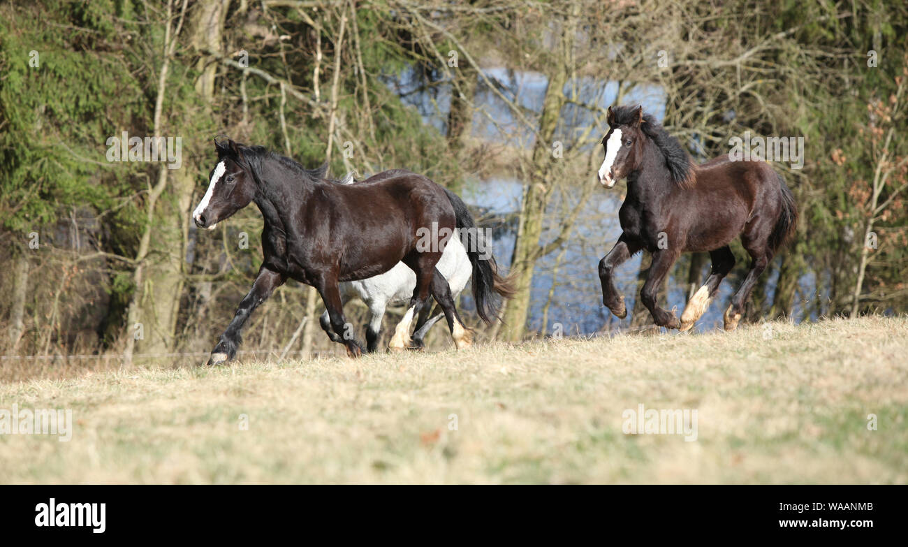 Nice horses running on spring pasturage together Stock Photo - Alamy