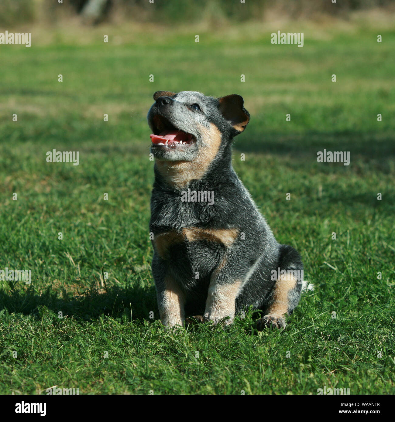 Amazing puppy of Australian Cattle Dog sitting on the grass Stock Photo ...