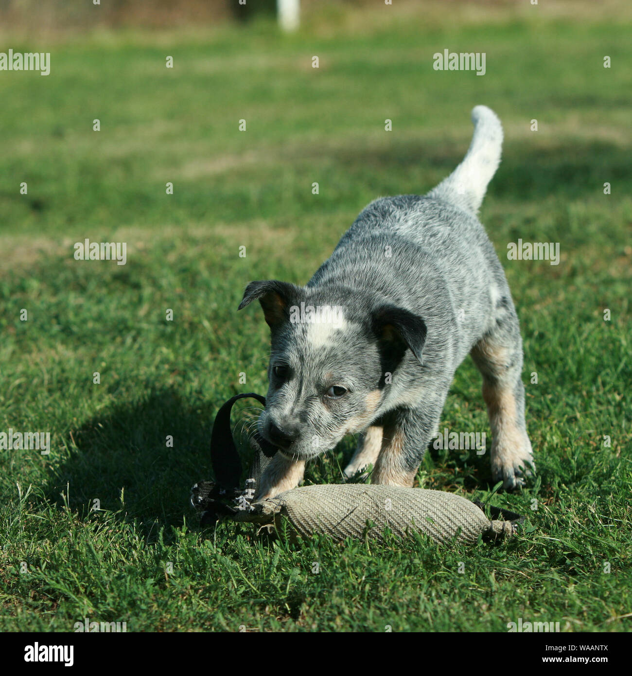 Australian Cattle Dog puppy playing in the garden Stock Photo - Alamy