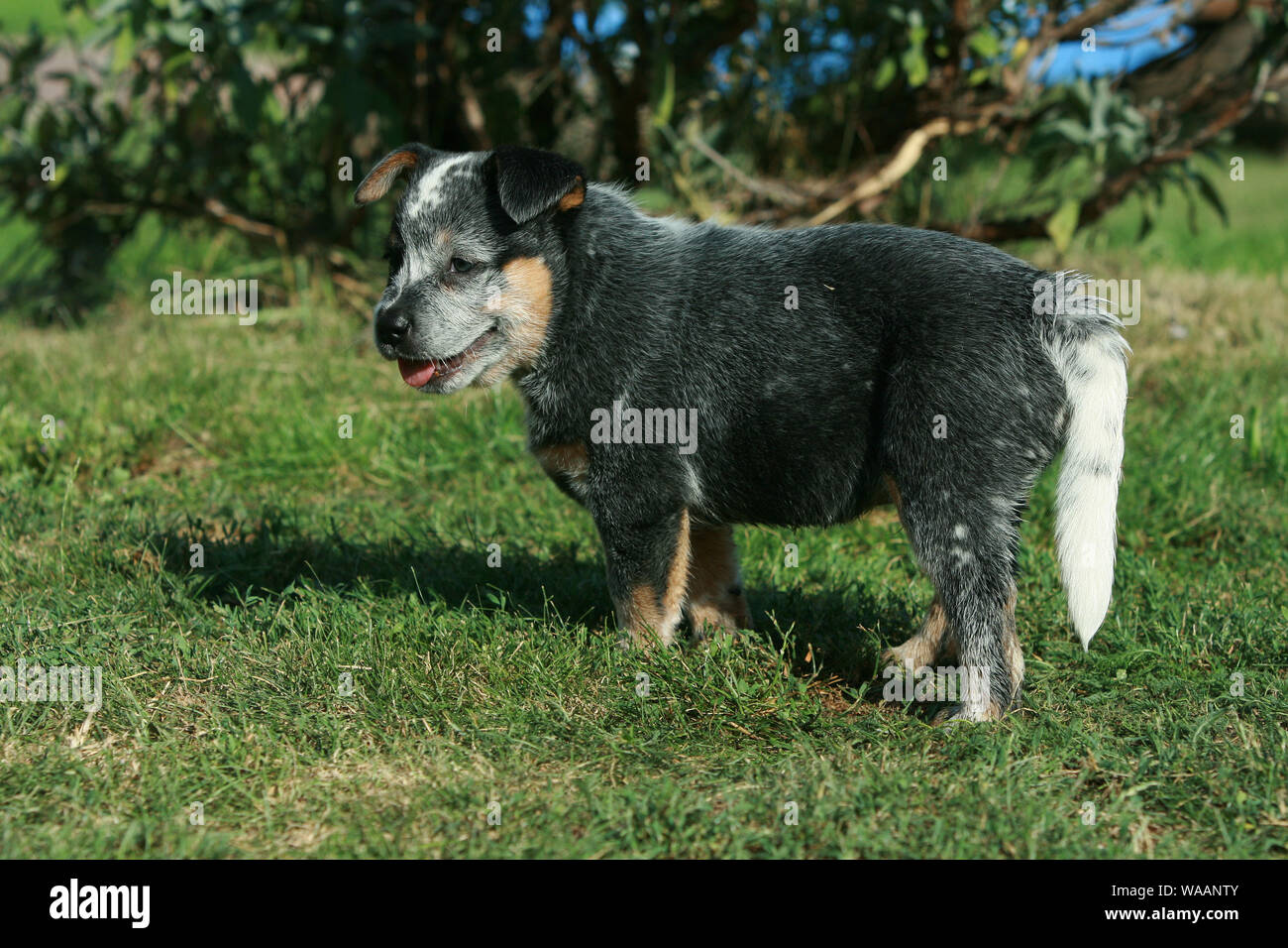 Australian cattle dog standing hi-res stock photography and images - Alamy