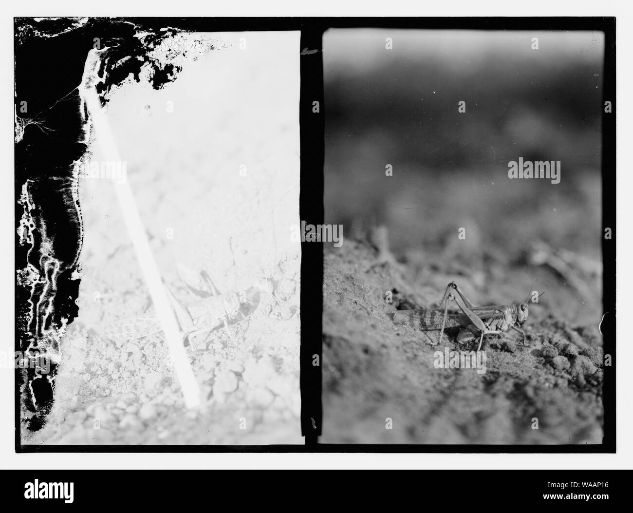 What is a locust hi-res stock photography and images - Alamy