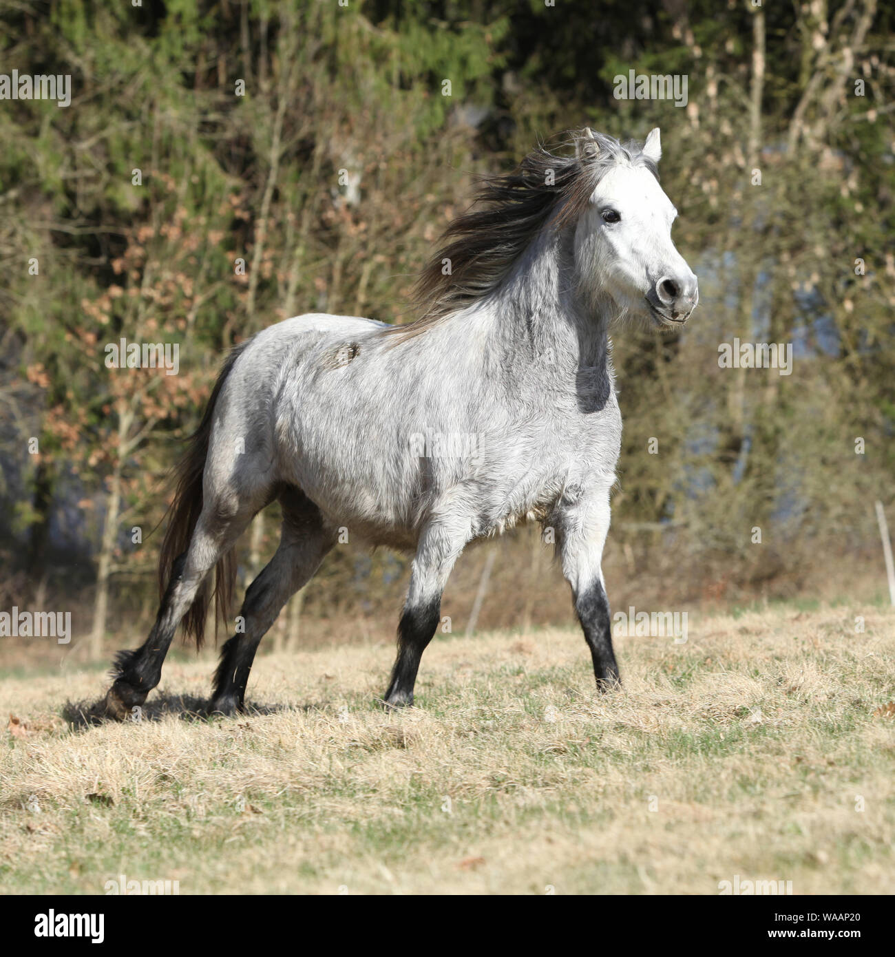 Nice welsh mountain pony running on spring pasturage Stock Photo - Alamy