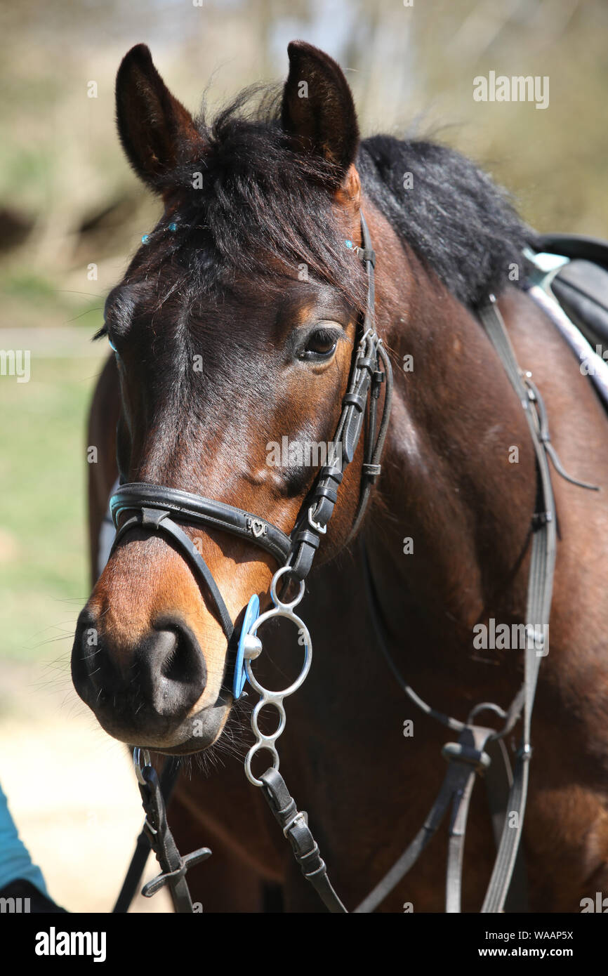 Pony in nature hi-res stock photography and images - Alamy