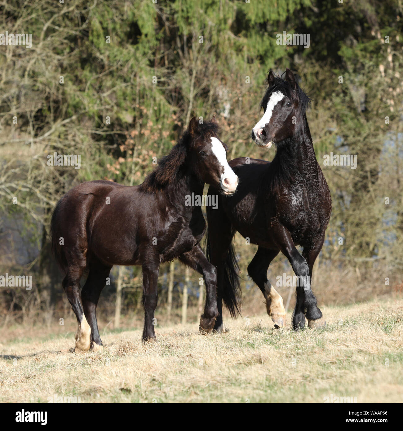 Nice horses running on spring pasturage together Stock Photo - Alamy