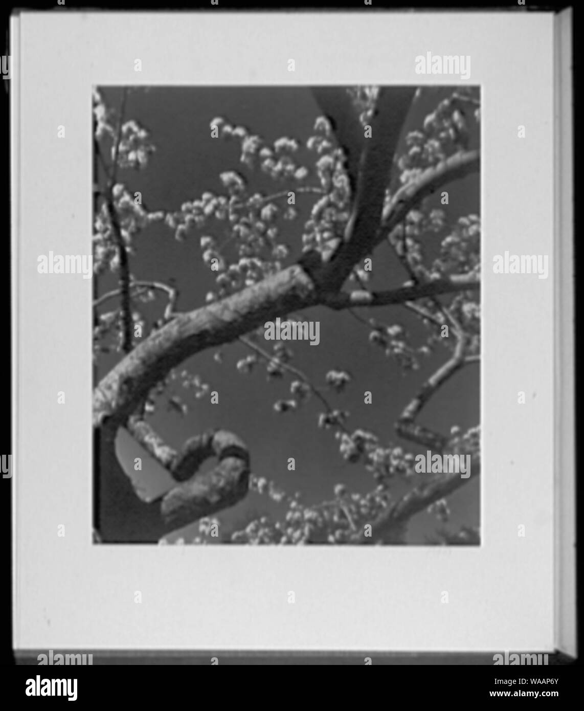 Close up photography Black and White Stock Photos & Images - Alamy