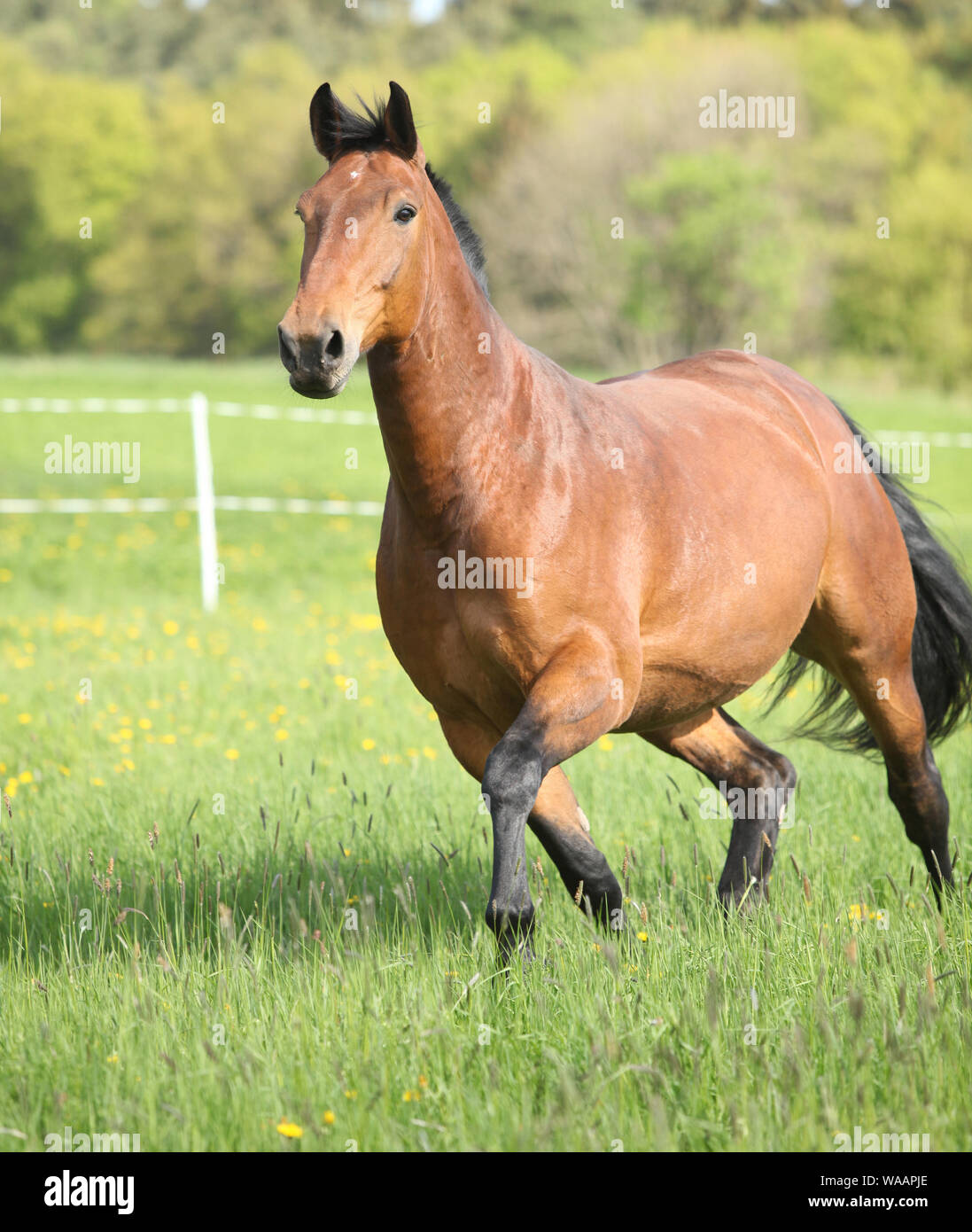 Amazing and big brown horse running on spring pasturage Stock Photo - Alamy