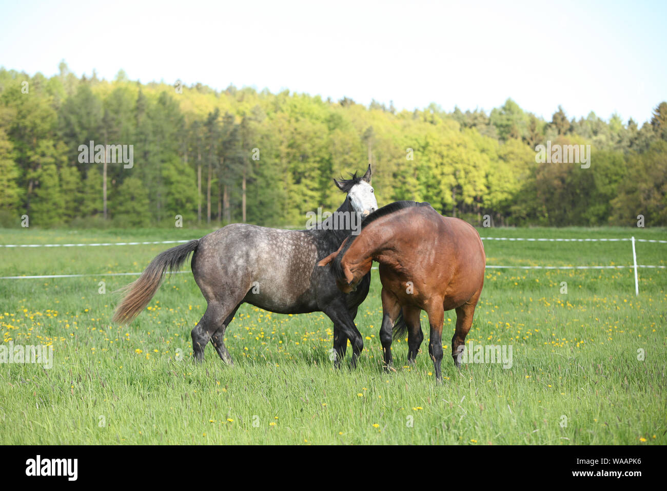 Two beautiful horses fighting on spring pasturage Stock Photo - Alamy
