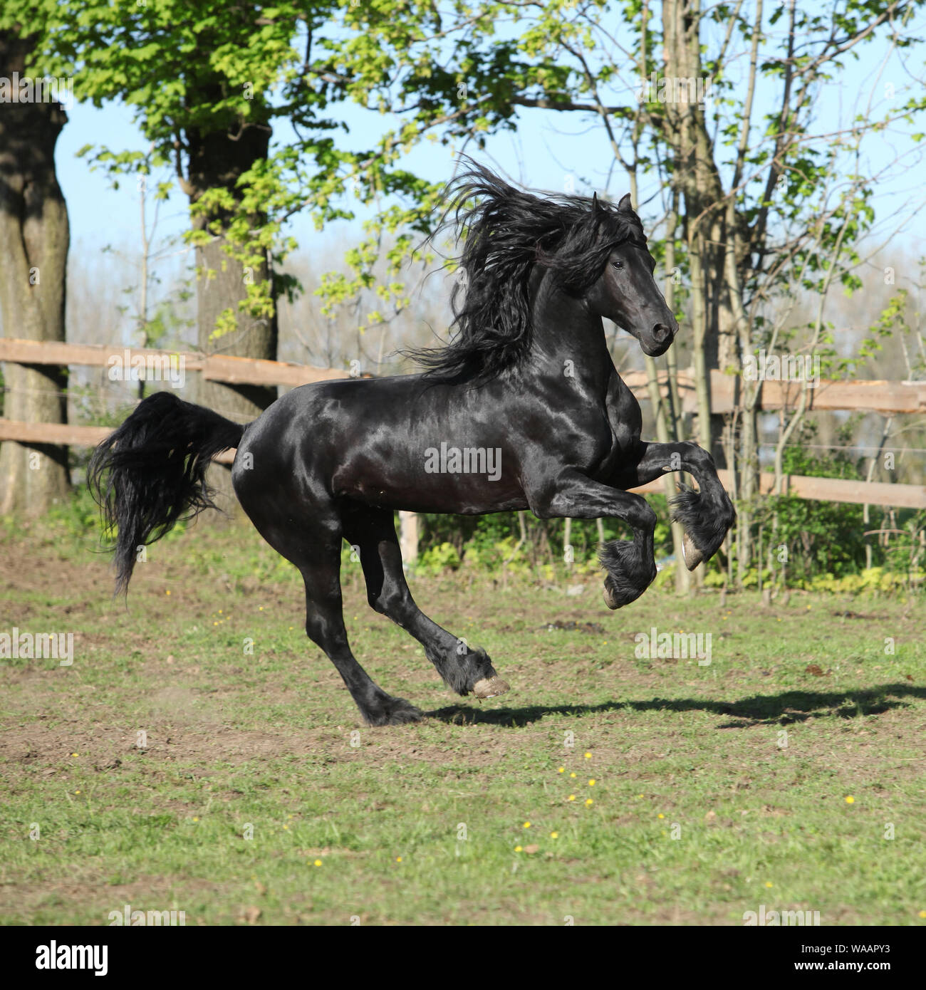 Friesian stallion with flying mane running on pasturage Stock Photo - Alamy