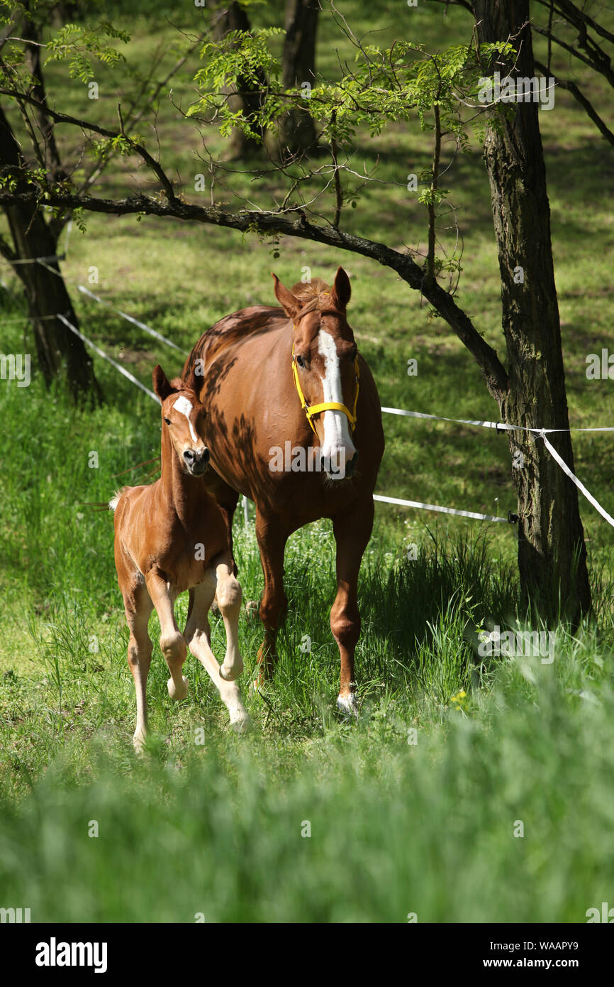 Mare with foal running in spring nature Stock Photo - Alamy
