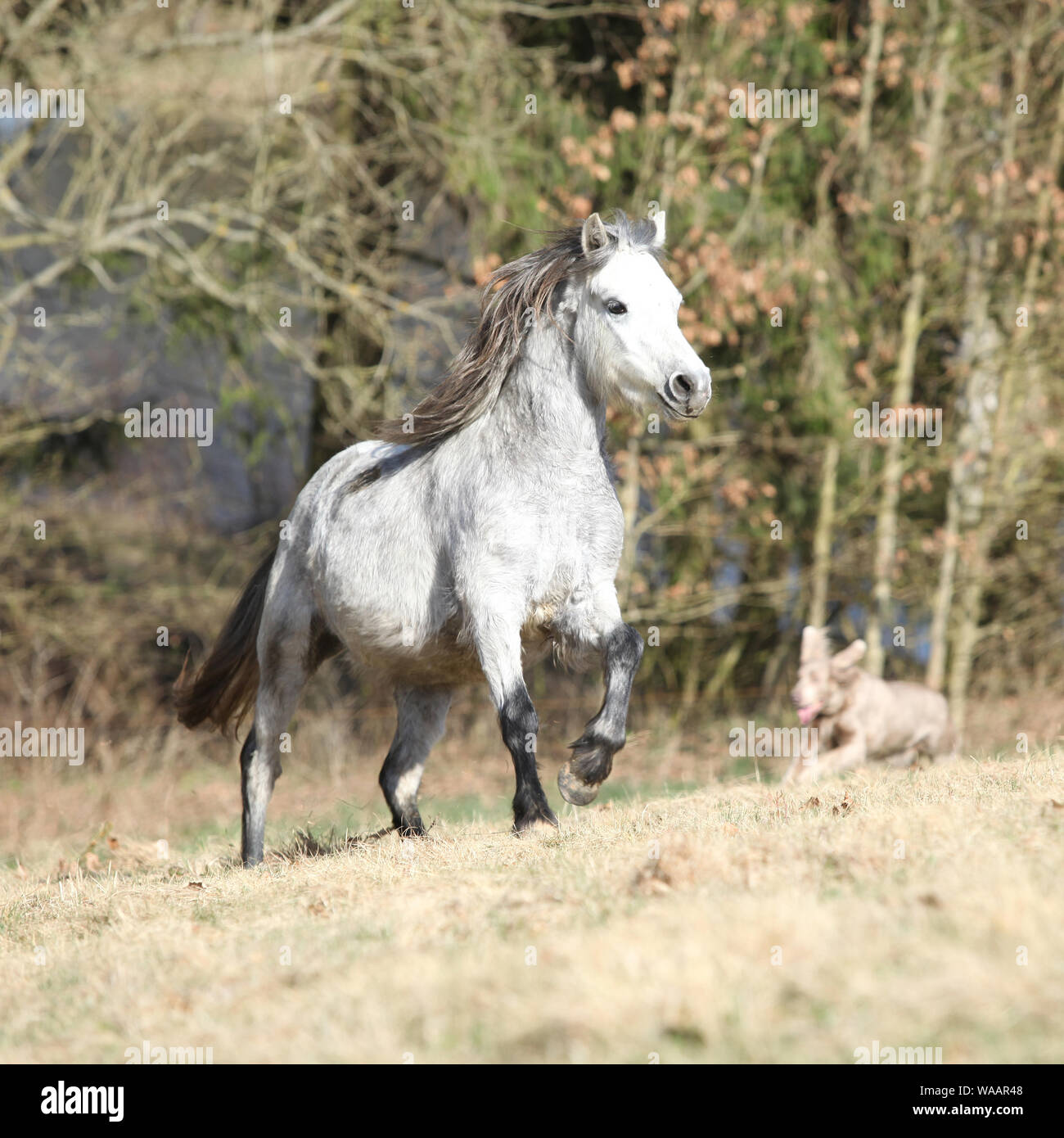 Nice welsh mountain pony running on spring pasturage Stock Photo - Alamy
