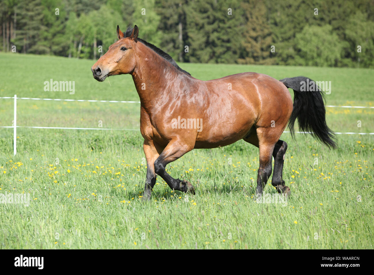 Amazing and big brown horse running on spring pasturage Stock Photo - Alamy