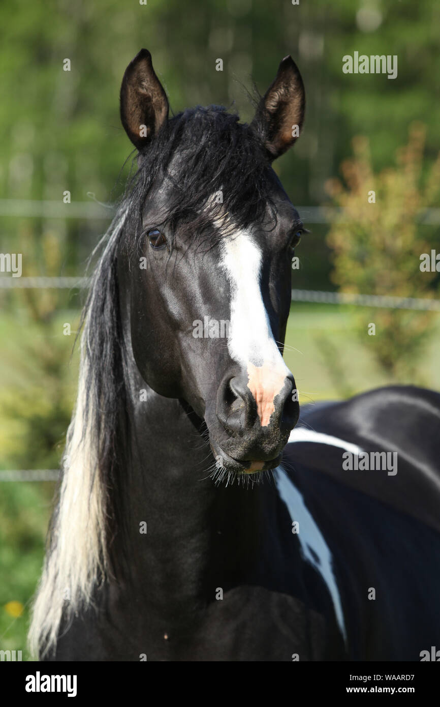 Amazing paint horse stallion looking directly at you Stock Photo - Alamy