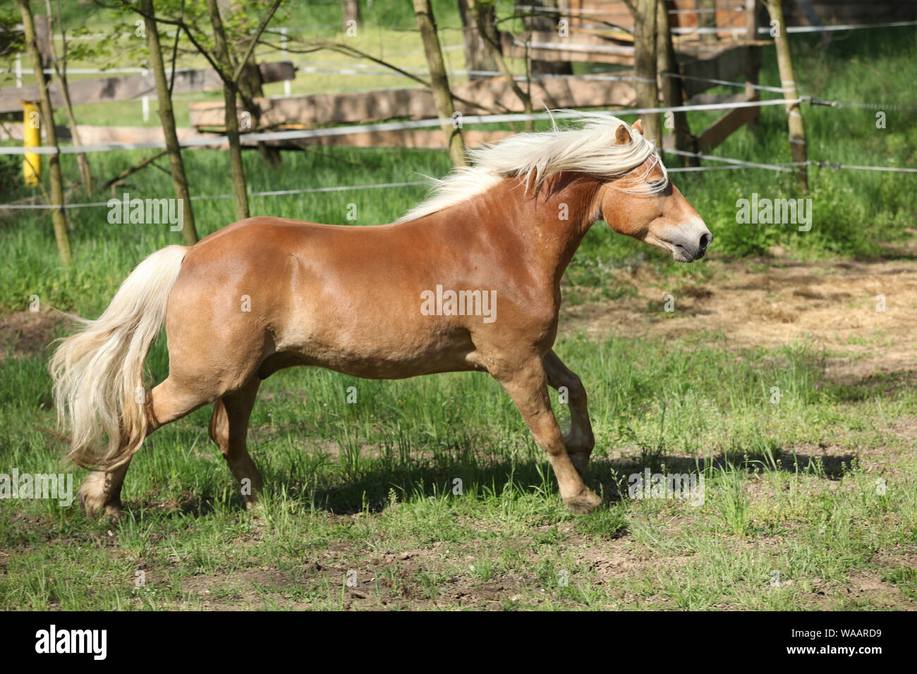 Gorgeous haflinger with blond hair running on spring pasturage Stock ...