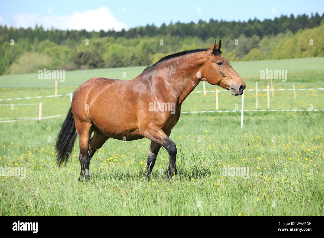 Amazing and big brown horse running on spring pasturage Stock Photo - Alamy