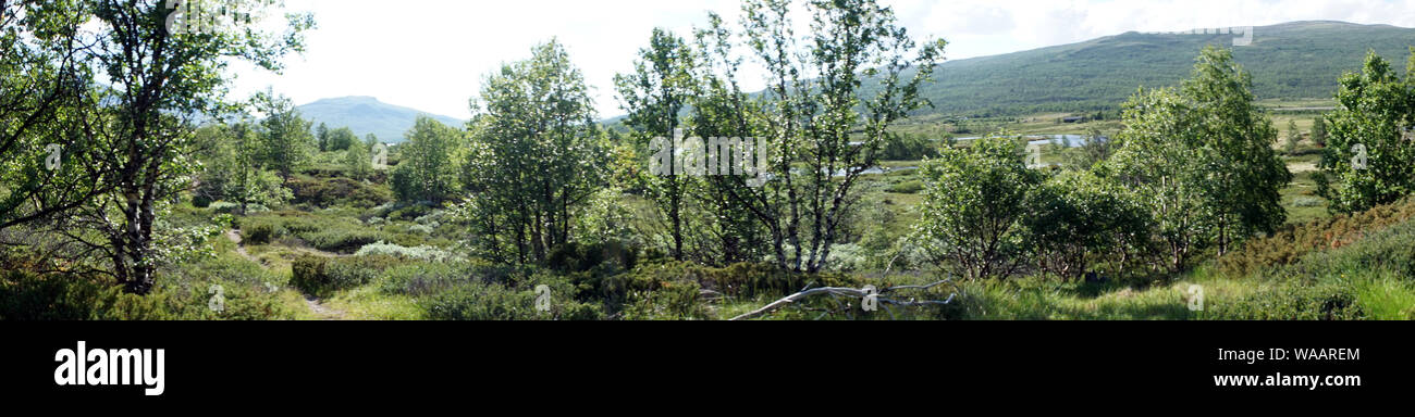 Panorama of forest ion Dovre national park in Norway Stock Photo - Alamy