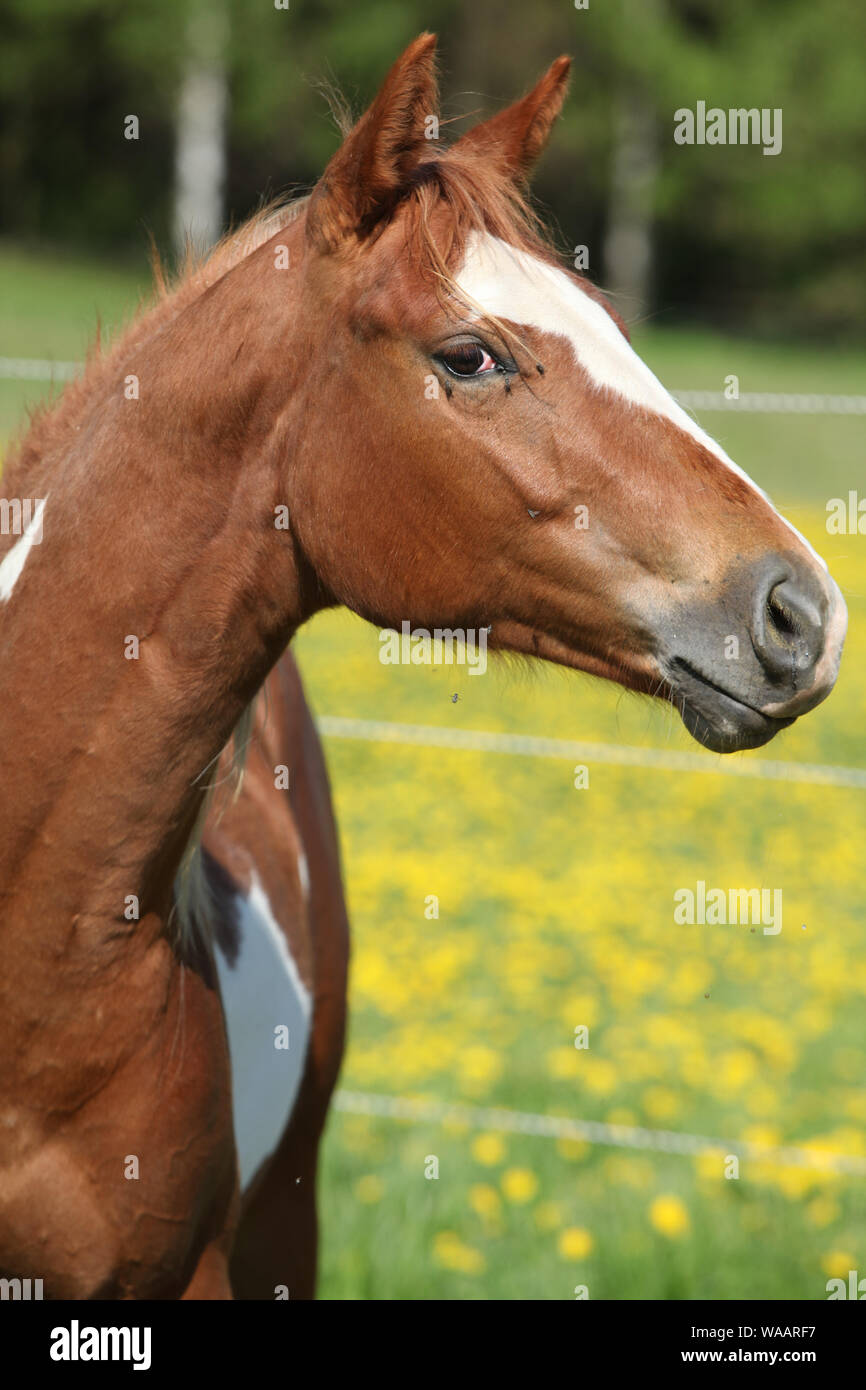 Portrait of paint horse mare in spring pasturage Stock Photo - Alamy