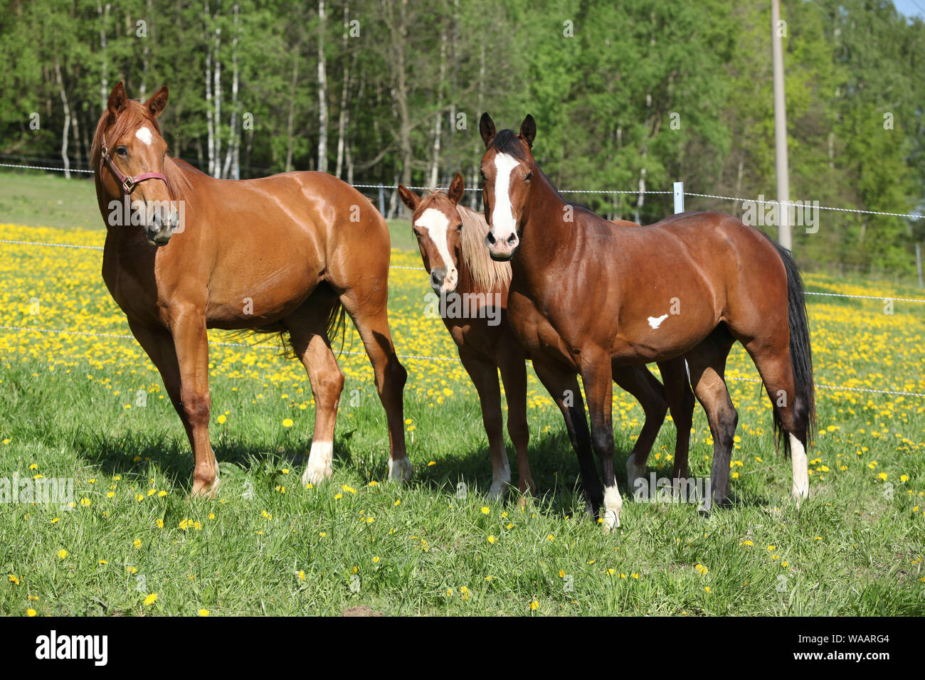 Western horses hi-res stock photography and images - Alamy