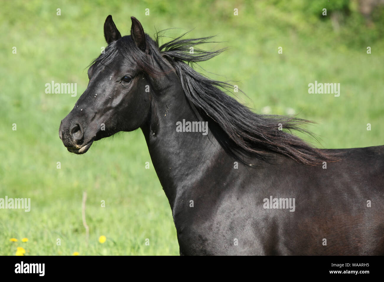 Portrait of beautiful black horse on spring pasturage Stock Photo - Alamy
