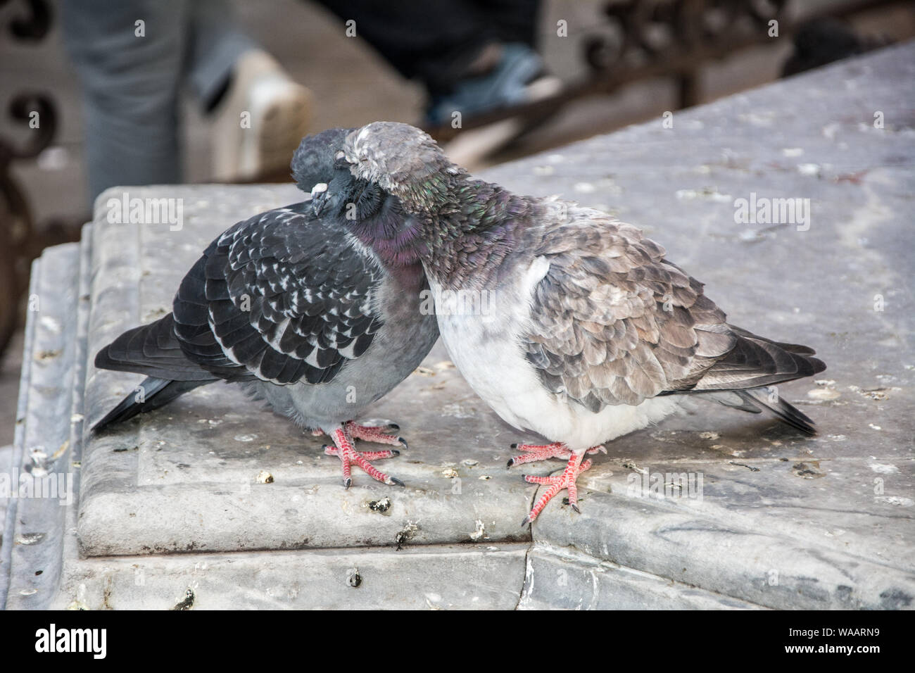 Lovely pigeon hi-res stock photography and images - Alamy