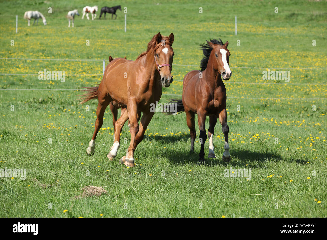 Batch of beautiful horses running on spring pasturage Stock Photo - Alamy