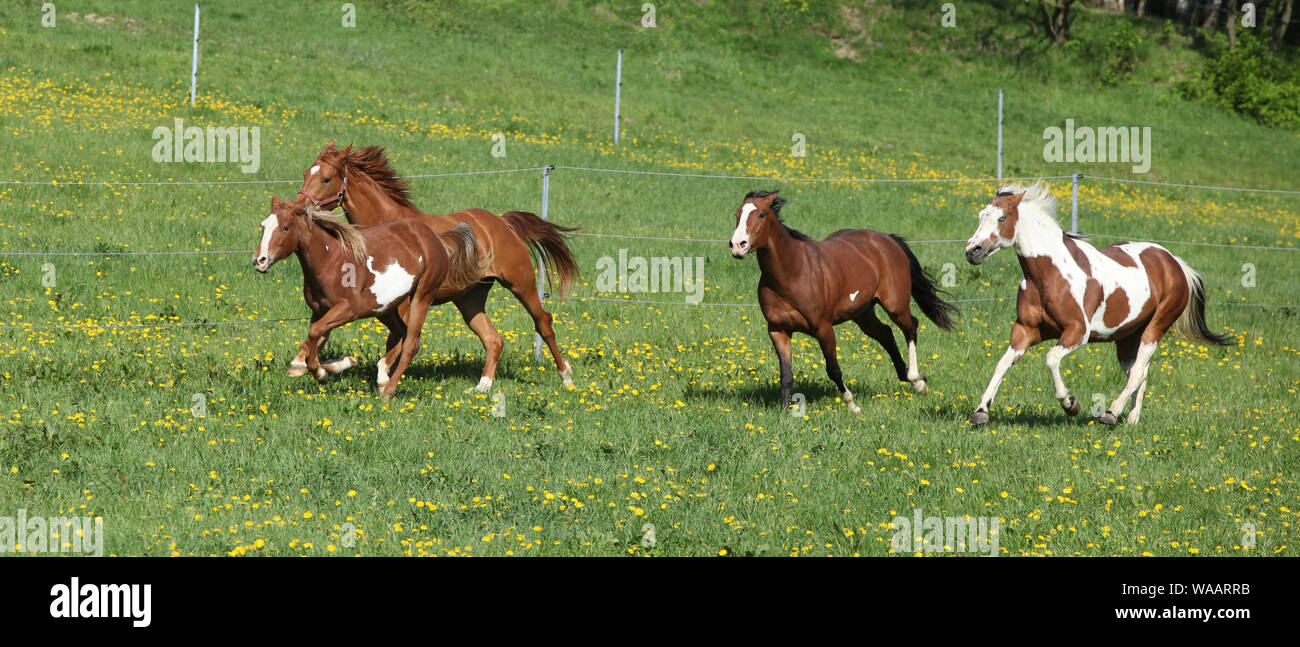 Batch of beautiful horses running on spring pasturage Stock Photo - Alamy