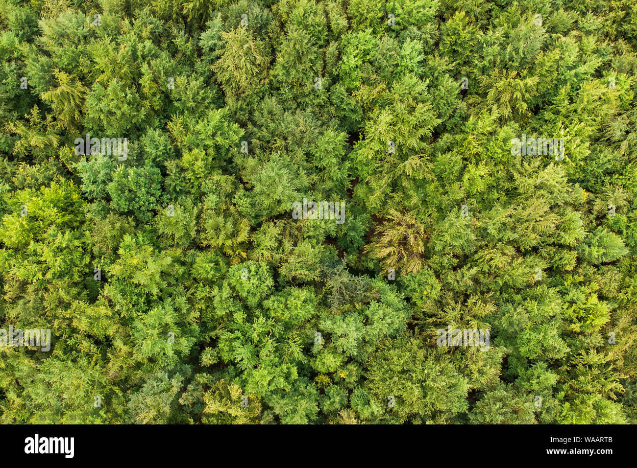 Green Park view from above. Aerial view Stock Photo - Alamy