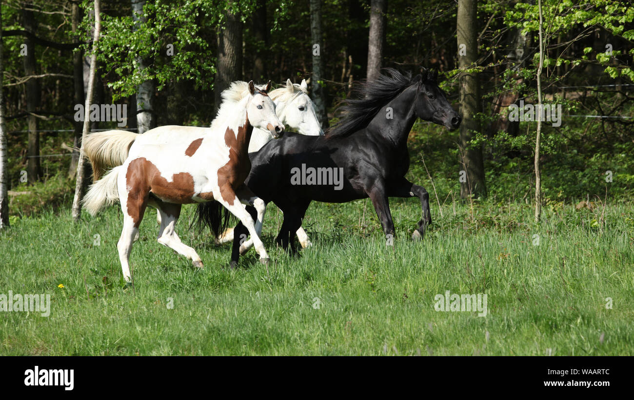 Batch of beautiful horses running on spring pasturage Stock Photo - Alamy