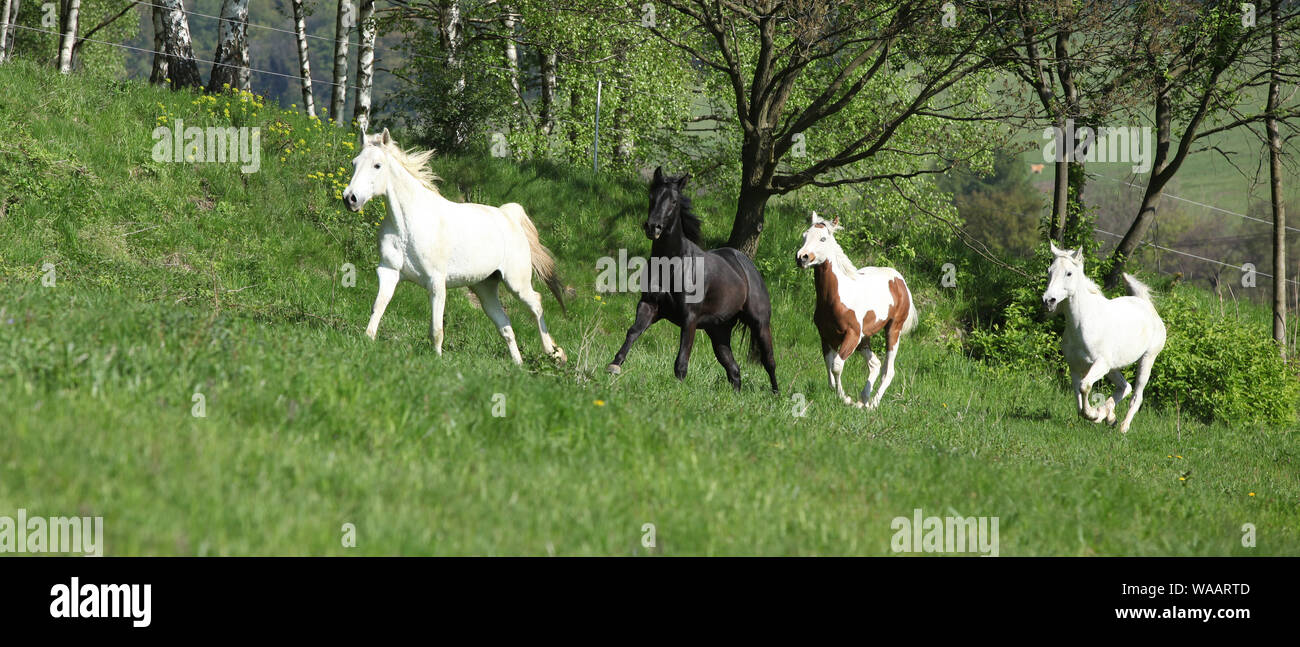 Batch of beautiful horses running on spring pasturage Stock Photo - Alamy