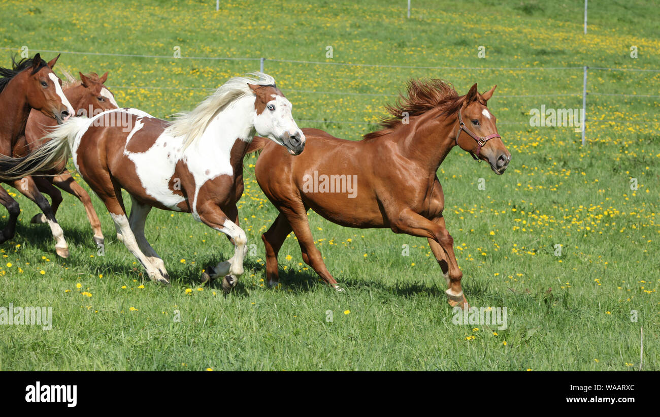 Batch of beautiful horses running on spring pasturage Stock Photo - Alamy