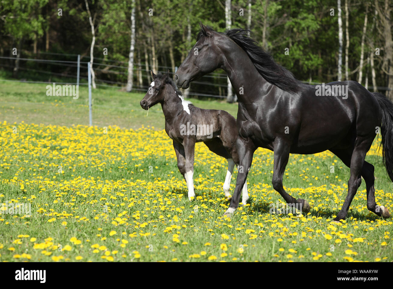 Amazing mare with little foal running together on spring pasturage ...