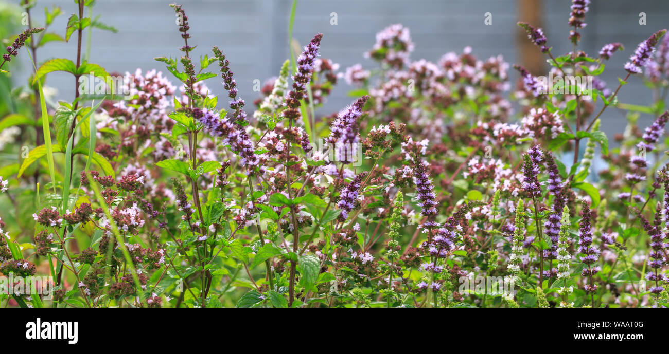 Mint blooms in the garden purple and white flowers of different ...