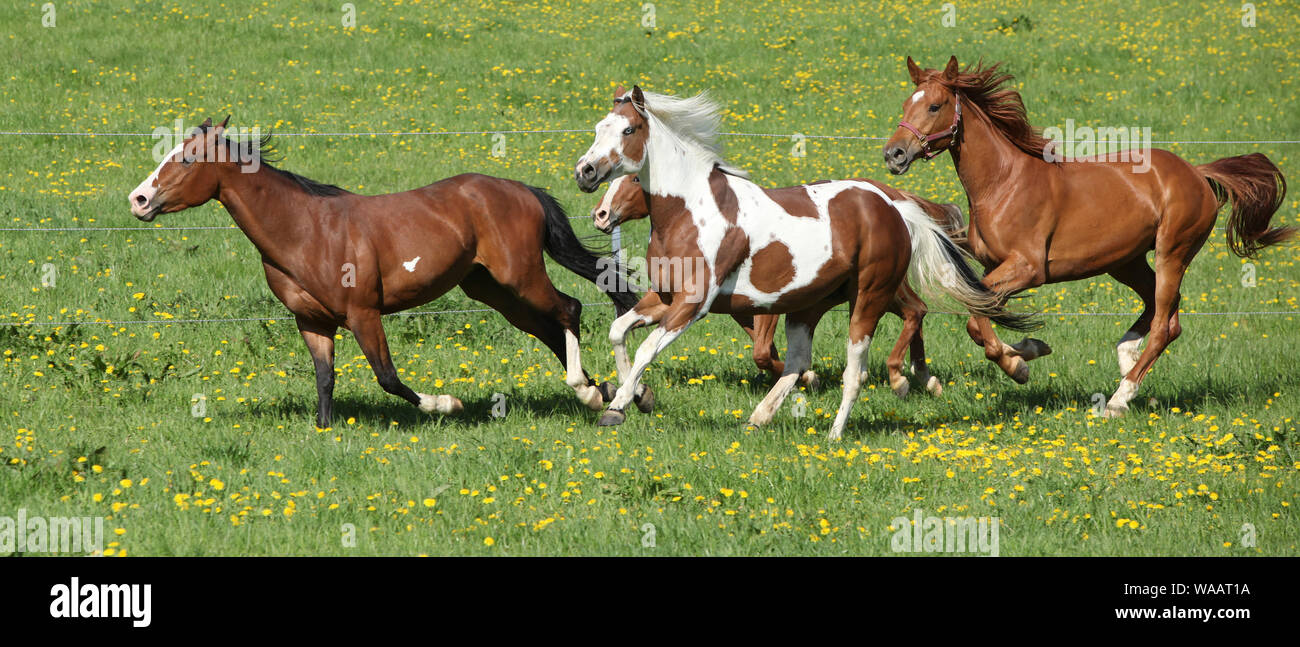 Batch of beautiful horses running on spring pasturage Stock Photo - Alamy