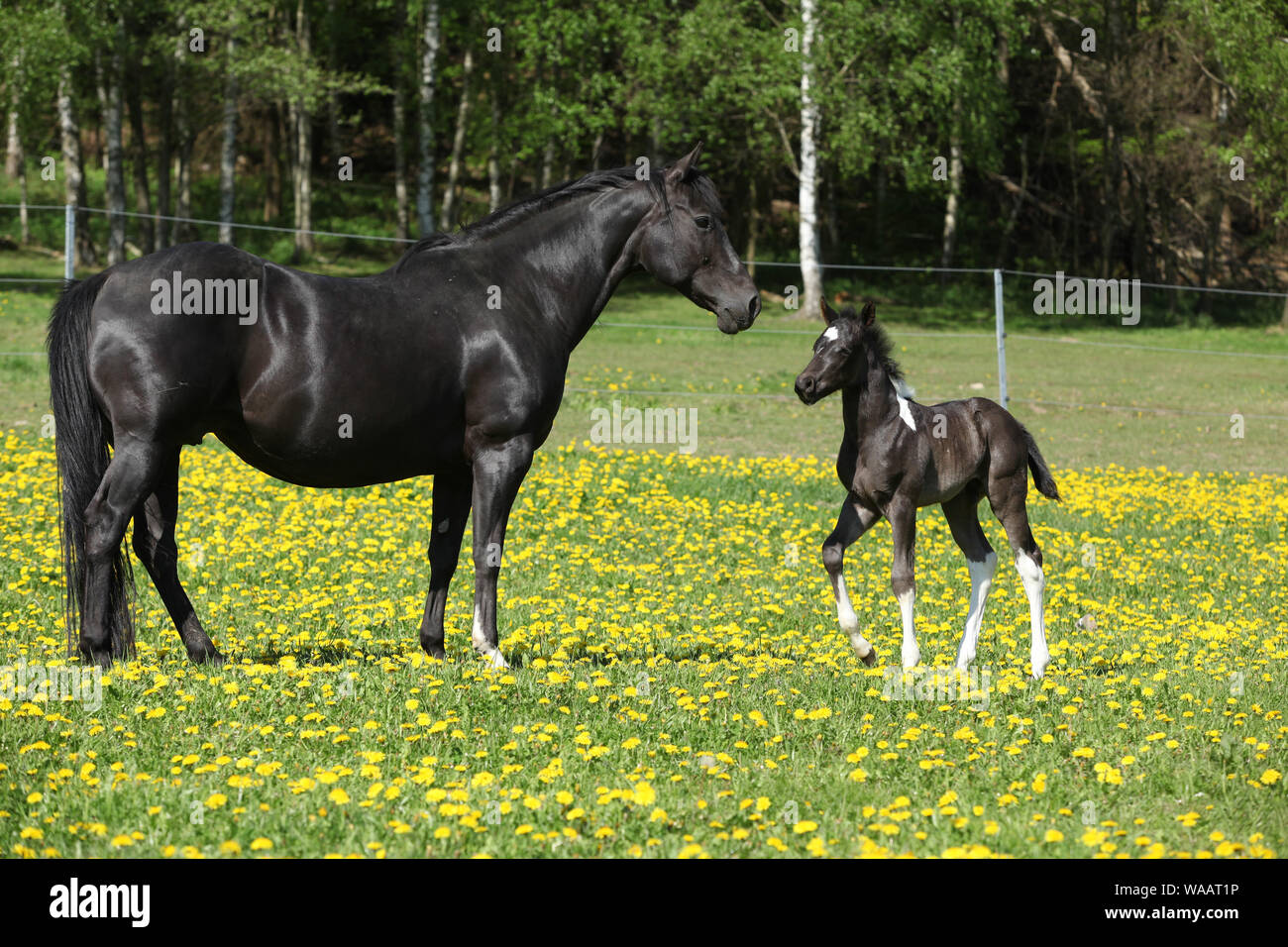 Beautiful mare with little foal together on spring pasturage Stock ...