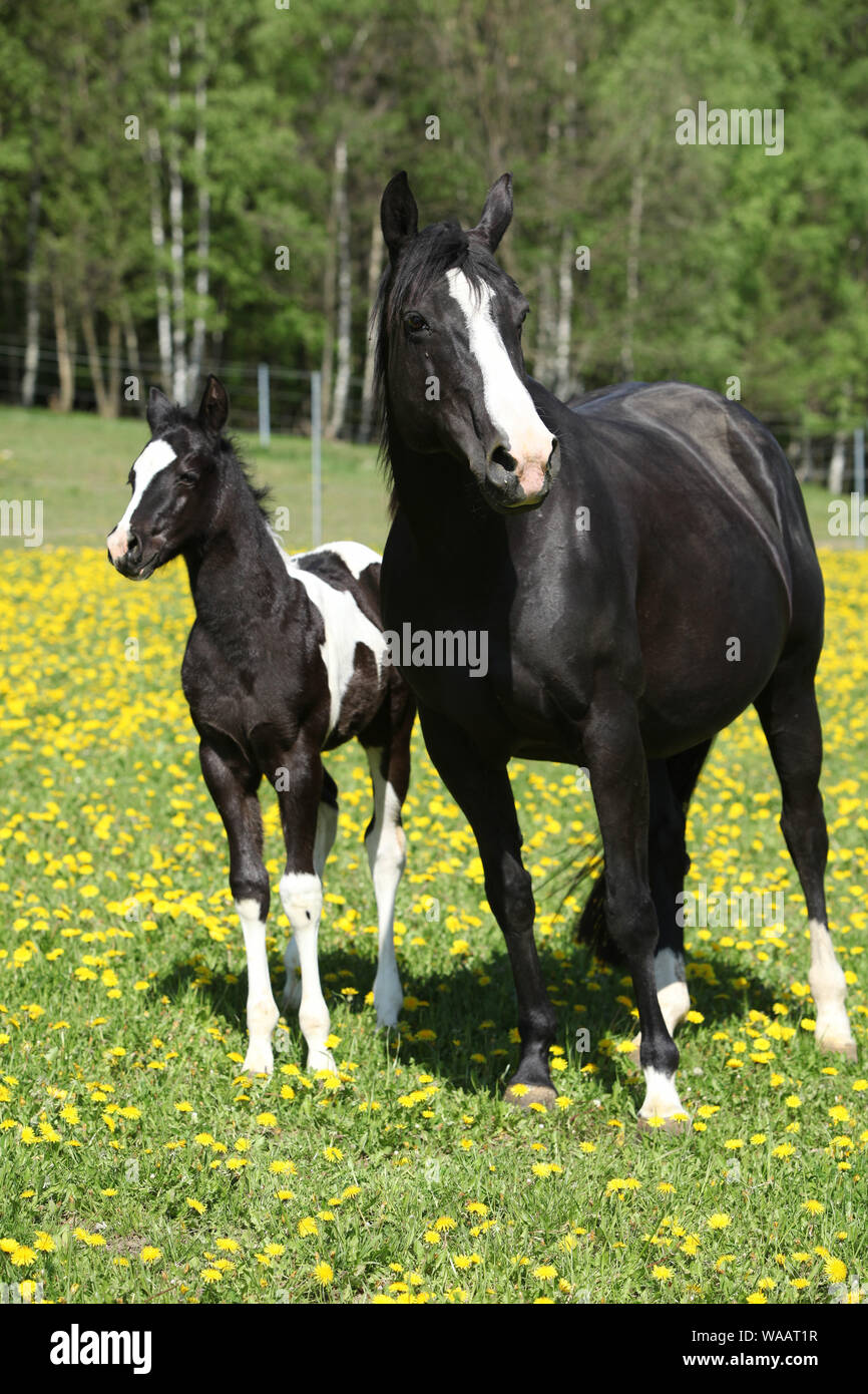Beautiful mare with little foal together on spring pasturage Stock ...