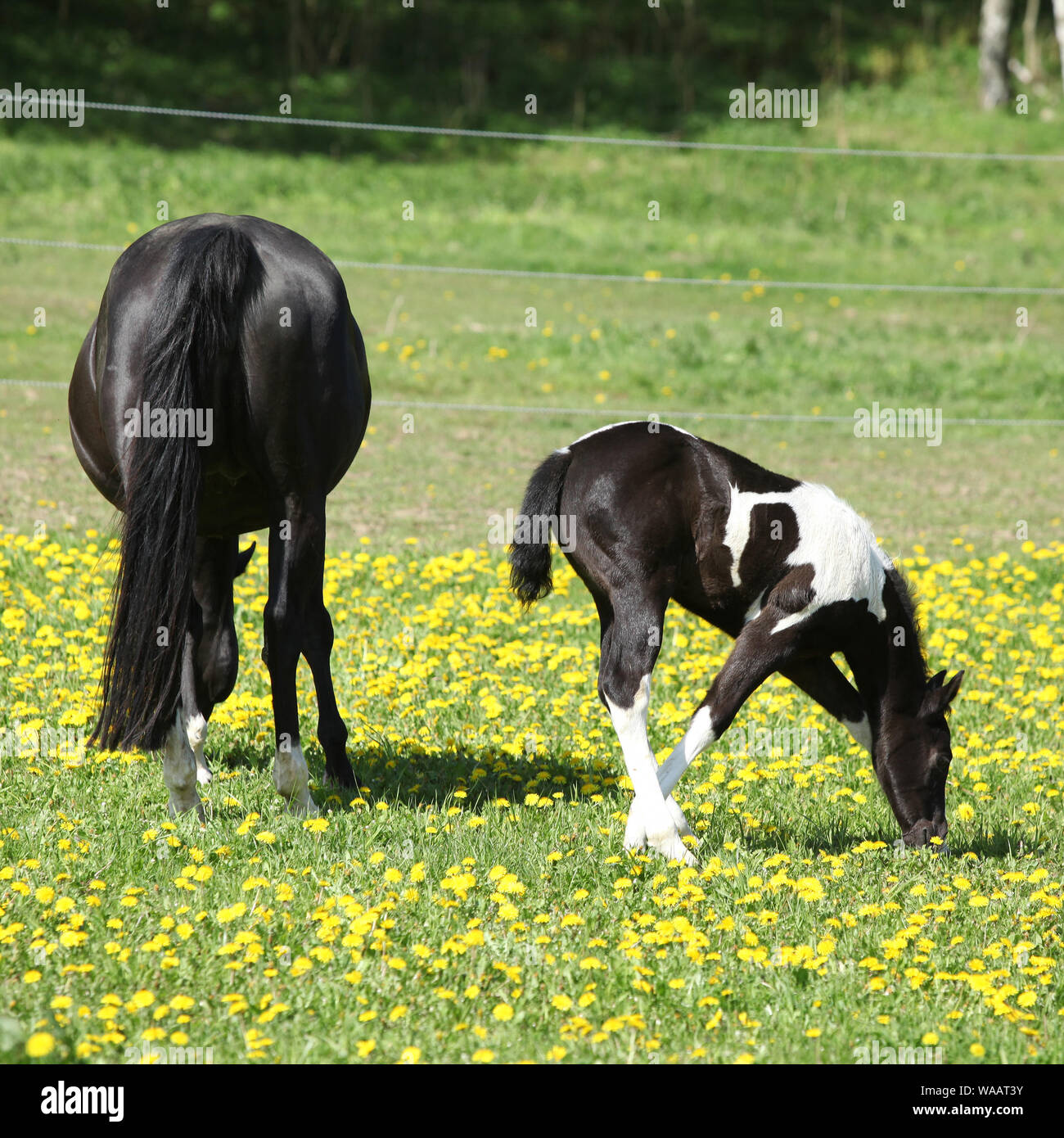 Beautiful mare with little foal together on spring pasturage Stock ...