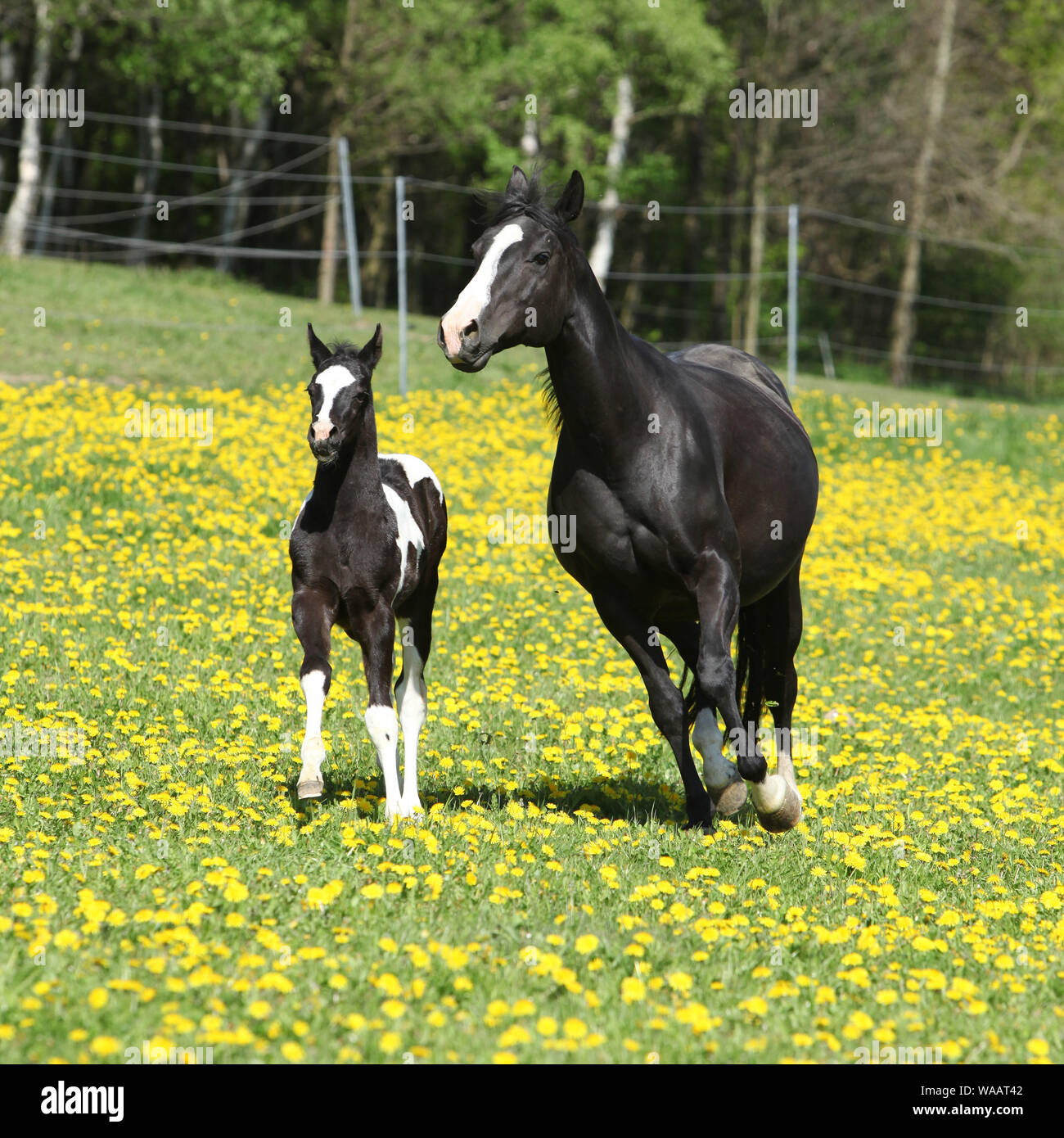 Amazing mare with little foal running together on spring pasturage ...