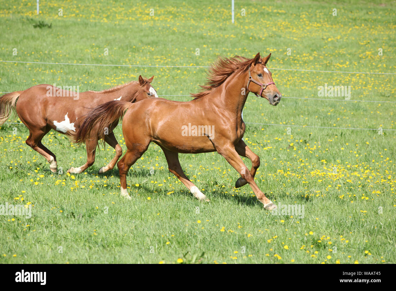Batch of beautiful horses running on spring pasturage Stock Photo - Alamy