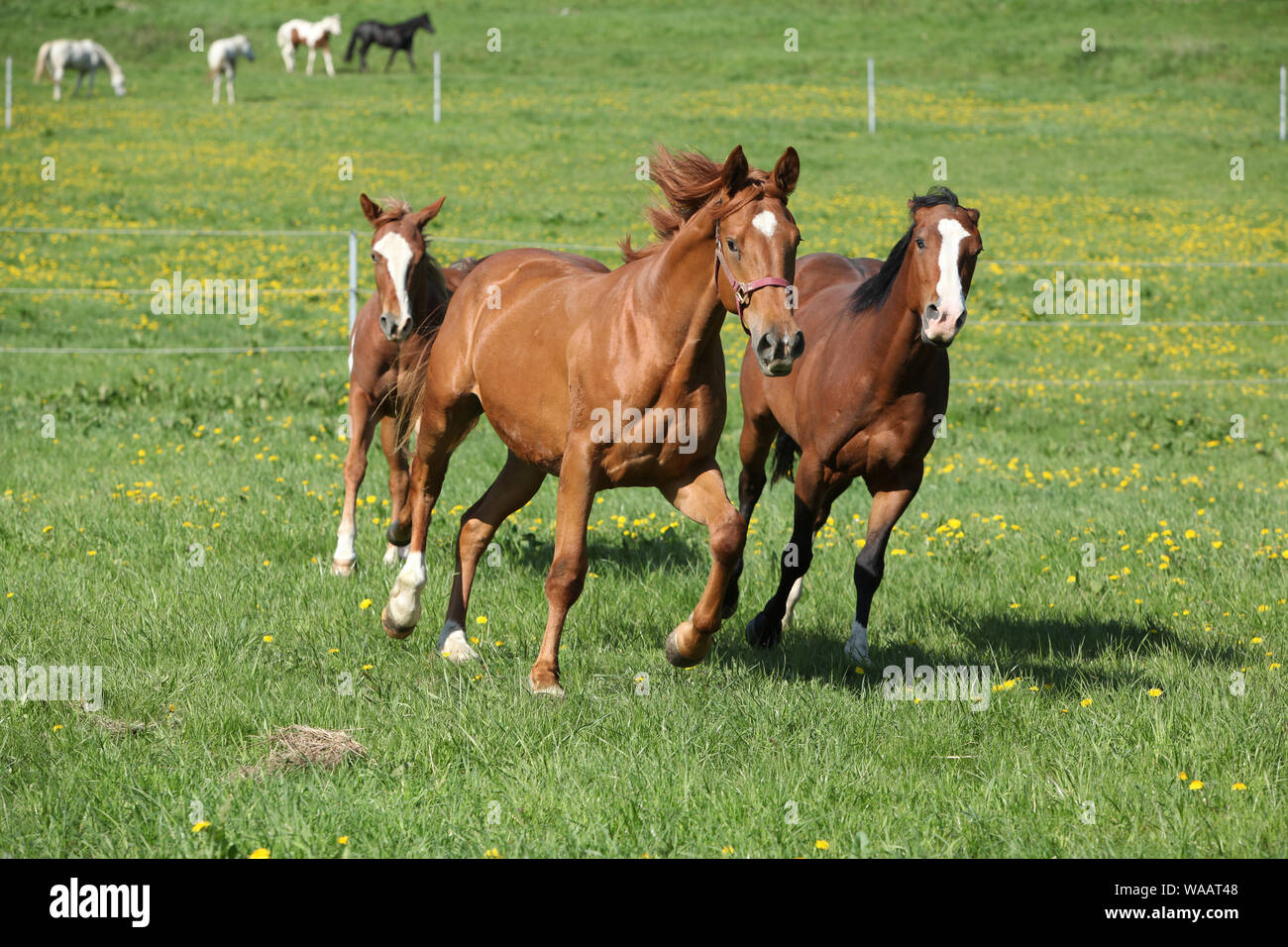 Batch of beautiful horses running on spring pasturage Stock Photo - Alamy
