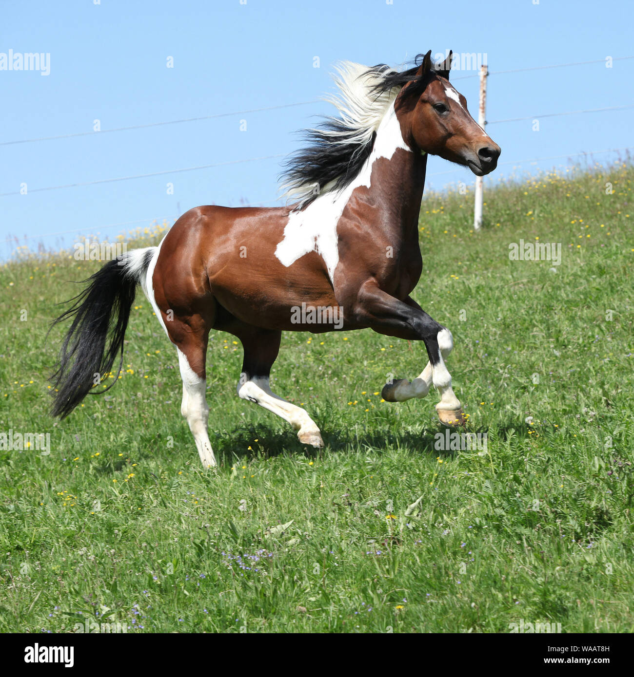 Overo horse hi-res stock photography and images - Alamy