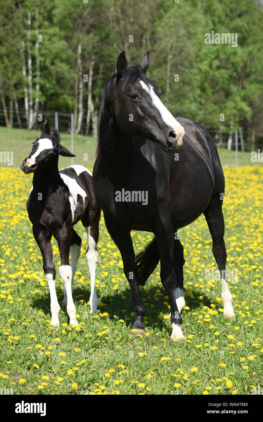 Beautiful mare with little foal together on spring pasturage Stock ...