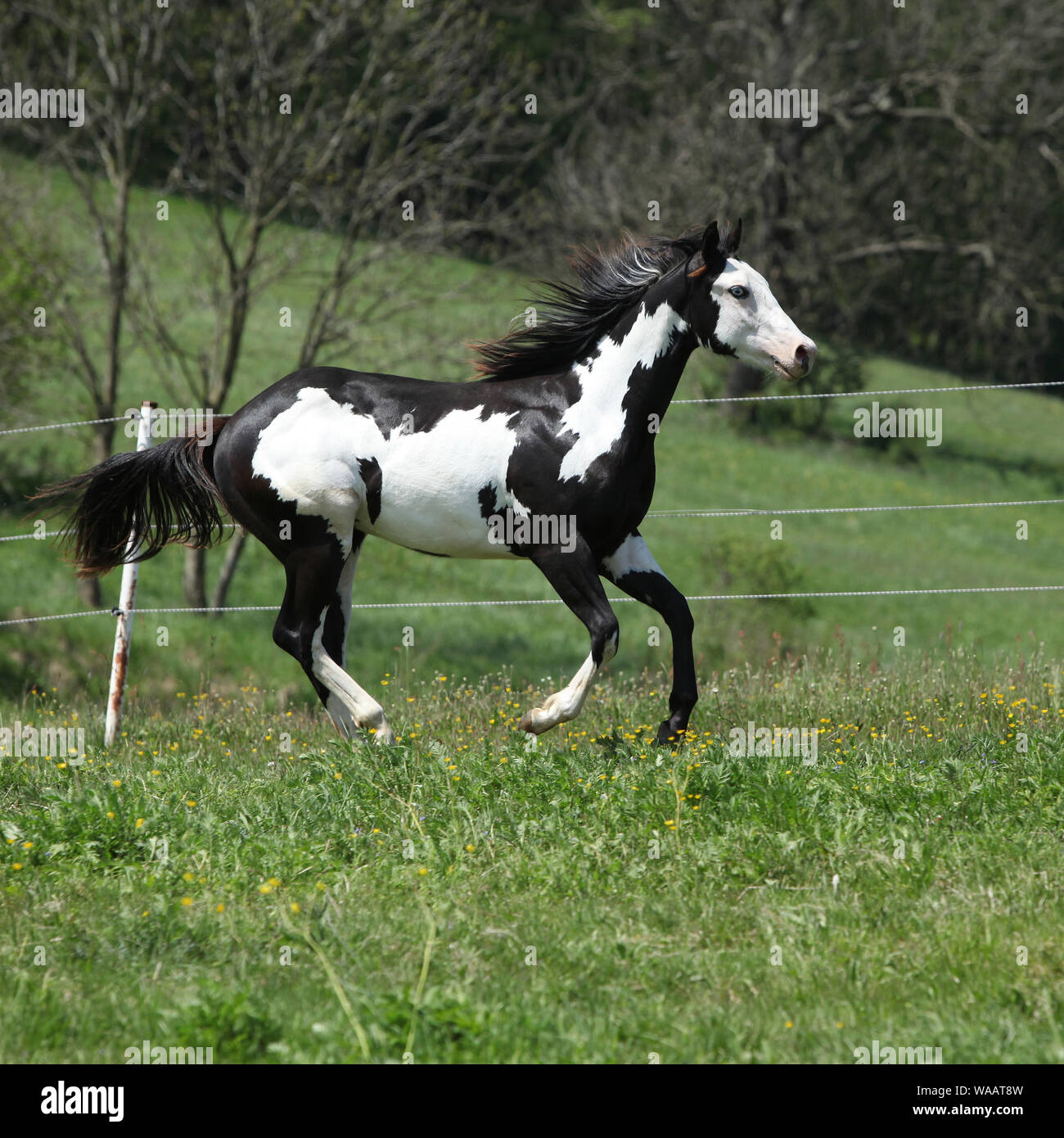 Gorgeous black and white stallion of paint horse running on spring ...