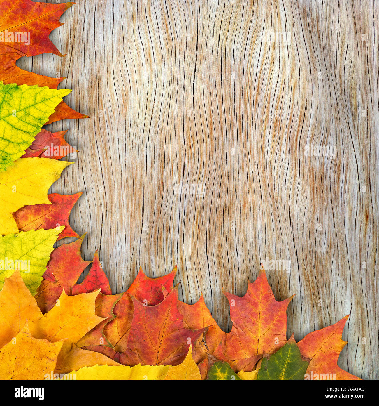 autumn leaves as a frame Stock Photo - Alamy
