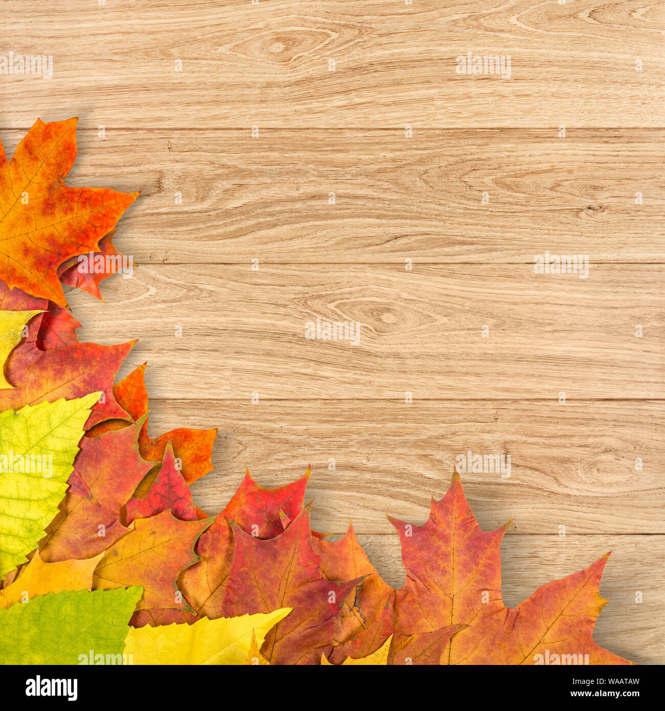 autumn leaves as a frame Stock Photo - Alamy