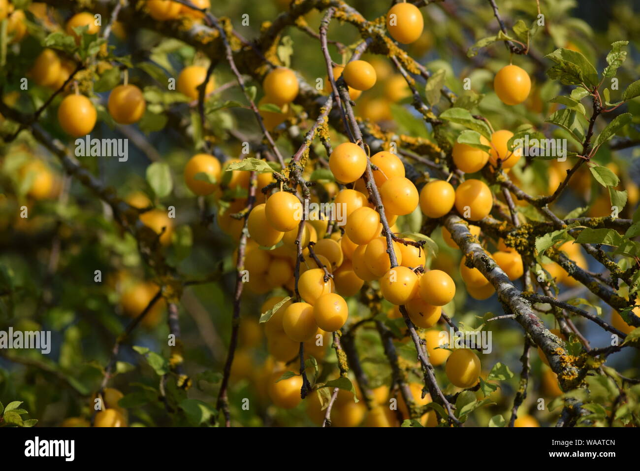 Greengage with many Fruits Stock Photo - Alamy