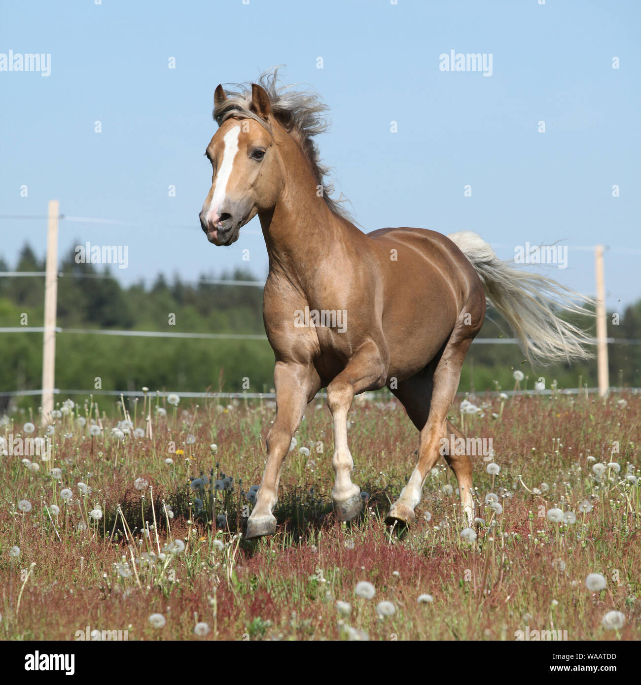 Gorgeous stallion with flying mane running on spring pasturage Stock ...