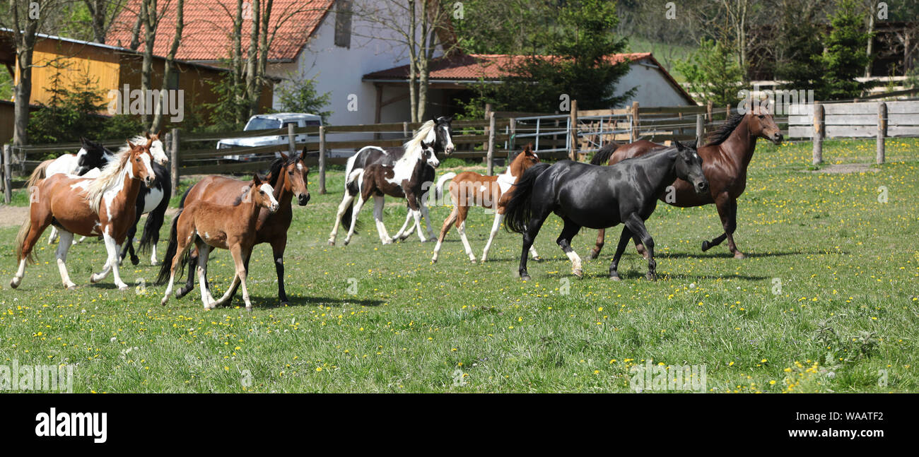 Very various batch of horses running on pasturage in spring Stock Photo ...