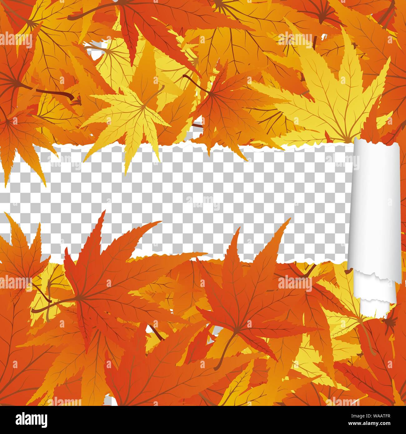 Autumn Maple Seamless Pattern With Ripped Stripe. Transparency Grid ...